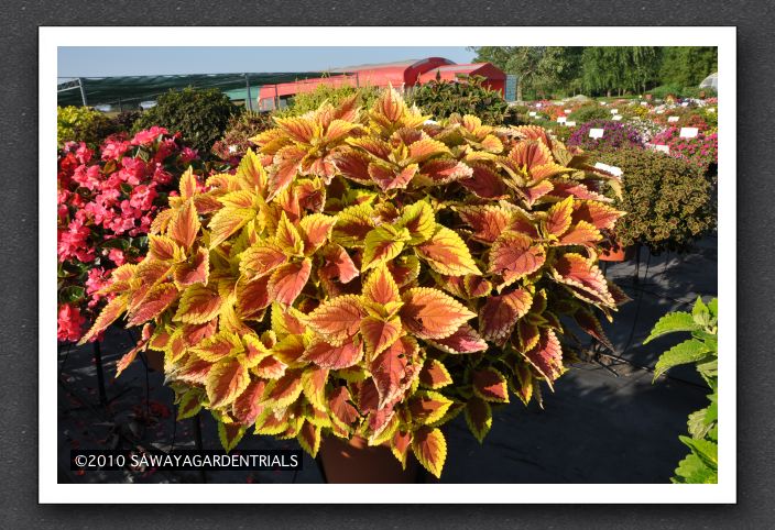 DSC_3937 Coleus Trusty Rusty