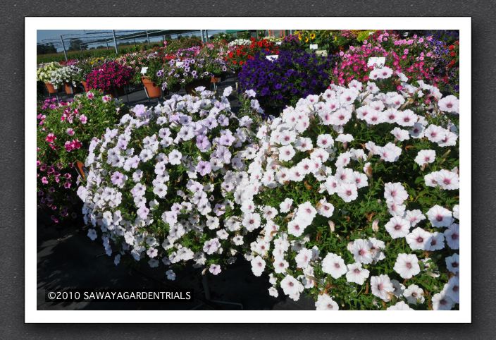 Vista Silverberry Supertunia