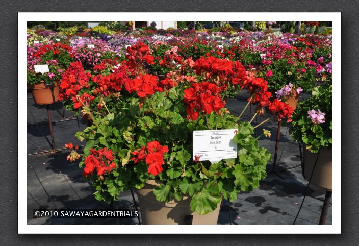DSC_3835 Geranium Survivor Dark Red