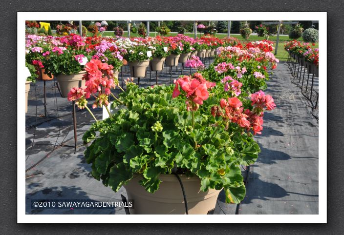 DSC_3834 Geranium Survivor Salmon Pink, Pik Vein