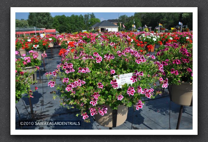 DSC_3811 Geranium Crispum Cherry Picotee Chrry, White Edge