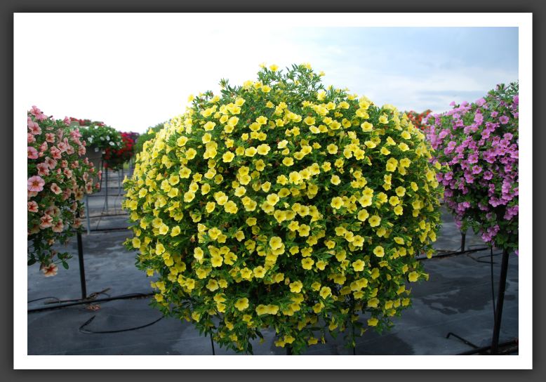 Calibrachoa Million Bells Trailing Yellow_5420