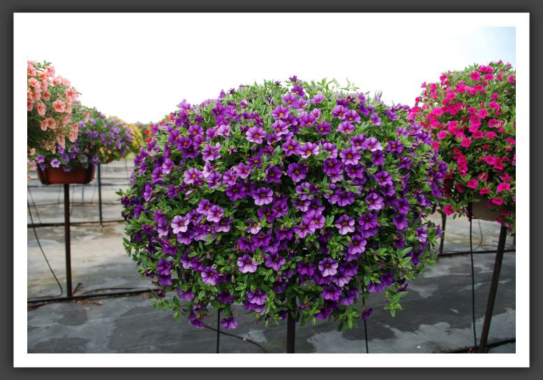 Calibrachoa Million Bells Trailing Blue 09_5425