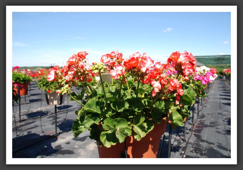 Geranium - Zonal Designer salmon Picotee_4768