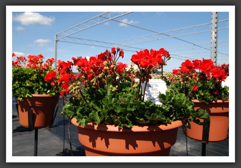 Geranium - Zonal Showcase Deep Scarlet_4791