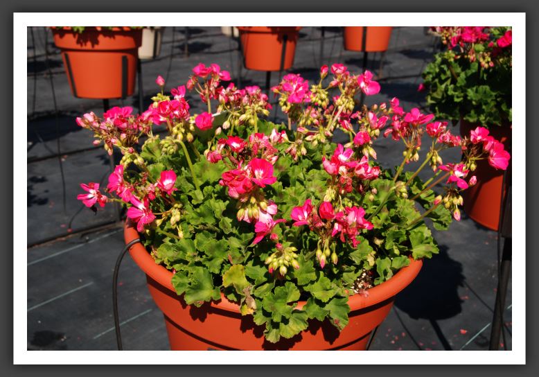 Geranium Maestro Neon Pink_4678