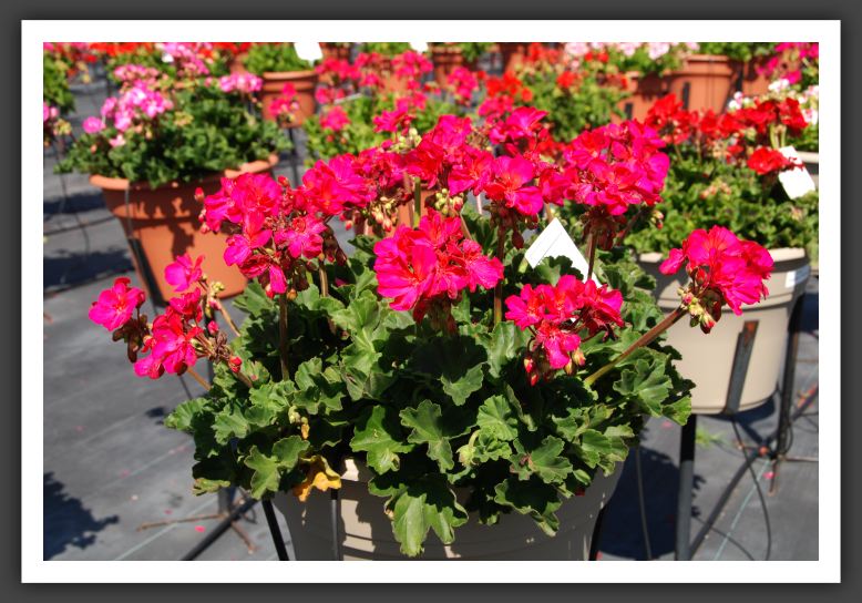 Geranium - Zonal Tango Neon Purple_4735