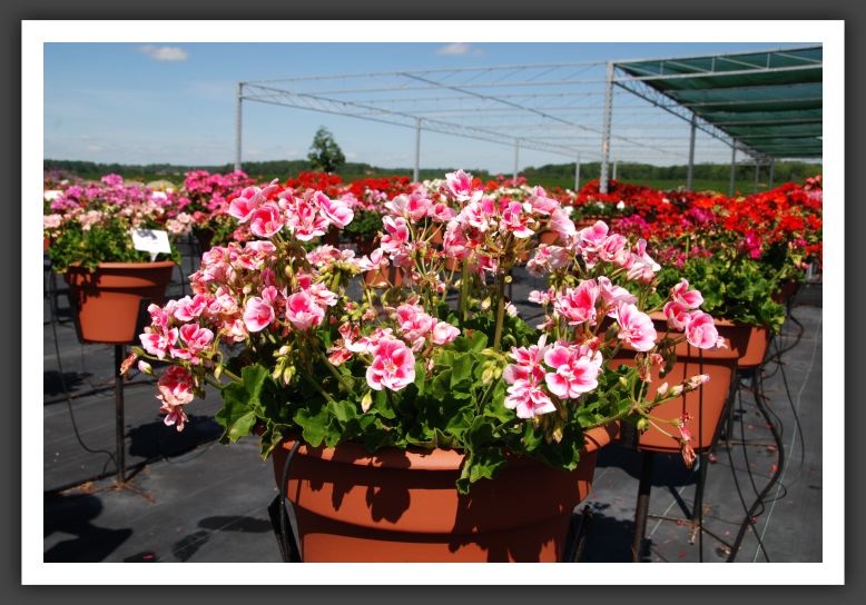 Geranium - Zonal Designer Light Pink Sizzle_4756