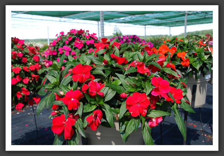 Impatiens New Guinea Sonic Red 07_6271