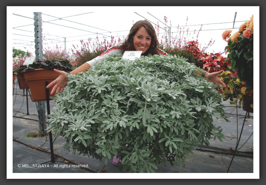 Artemisia Silver Cascade